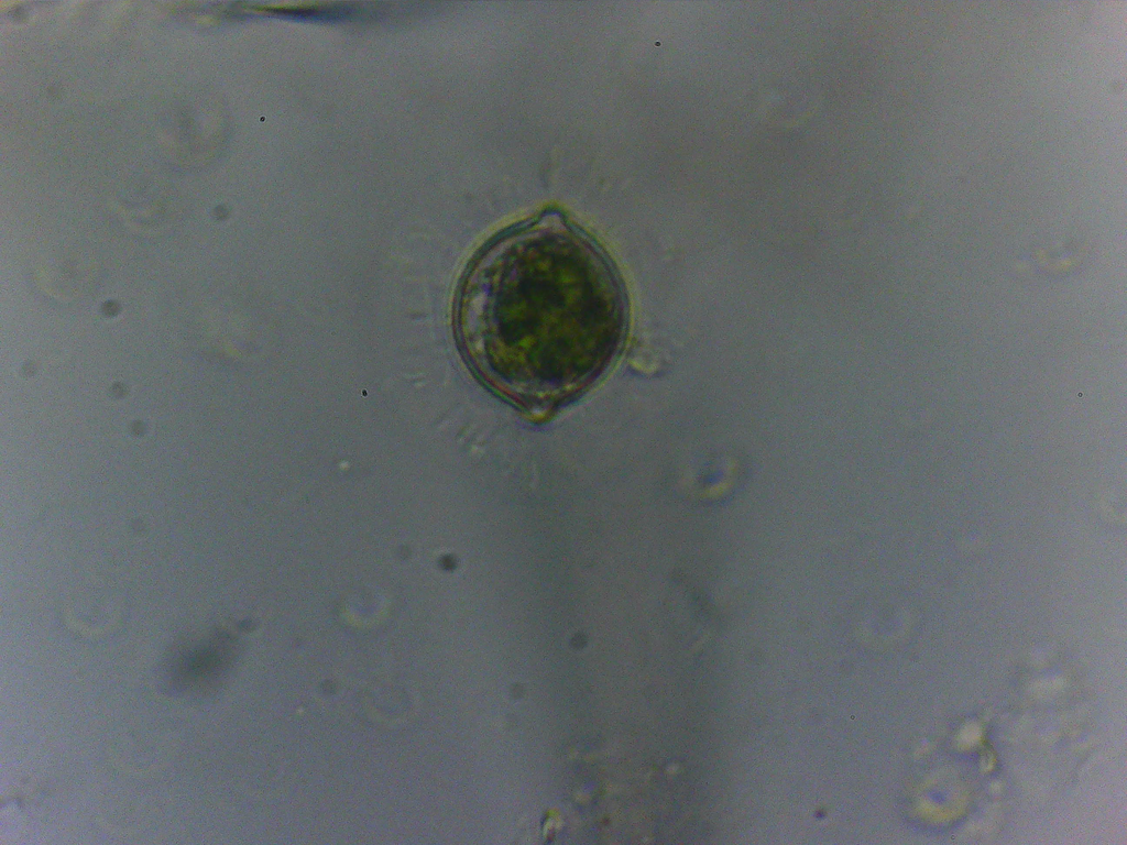 Desmidium from Shaturskiy rayon, RU-MS, RU on April 20, 2024 at 06:41 ...