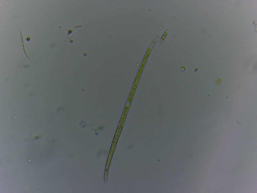 Closterium gracile from Shaturskiy rayon, RU-MS, RU on April 20, 2024 ...