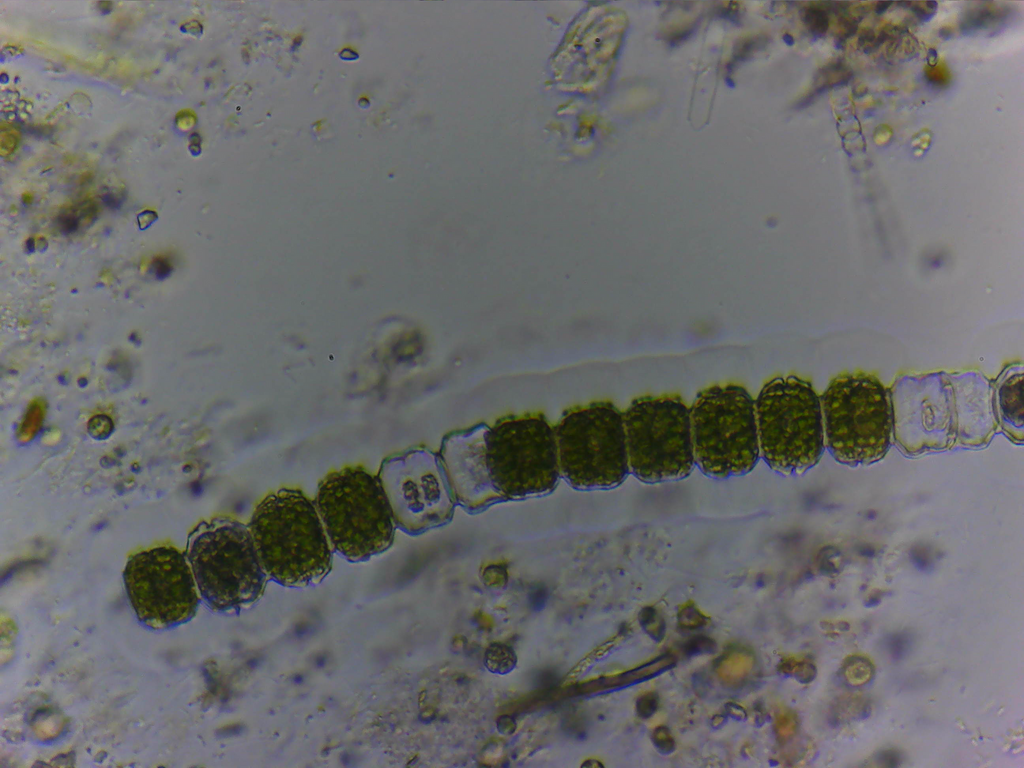Desmidium from Shaturskiy rayon, RU-MS, RU on April 20, 2024 at 07:46 ...