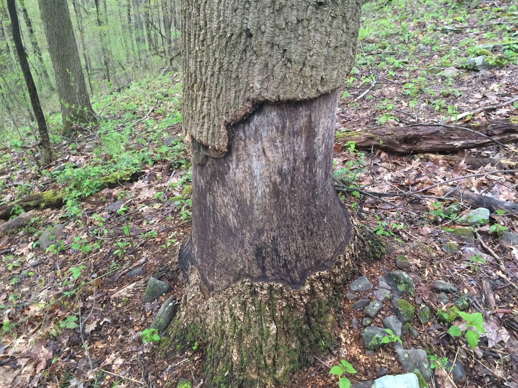 North American Porcupine from 15677, Rector, PA, US on April 28, 2019 ...