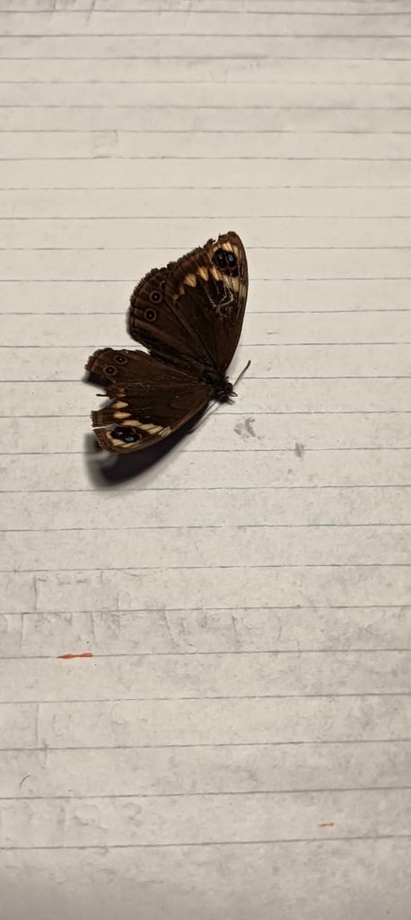 Cape Autumn Widow from Hermanus, 7200, South Africa on April 11, 2024 ...