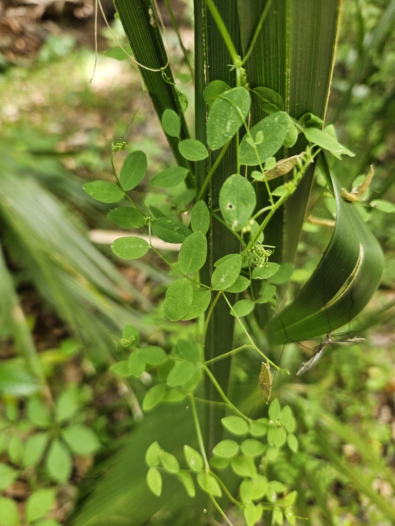 Florida Vetch from Sanford, FL 32771, USA on April 21, 2024 at 12:04 PM ...