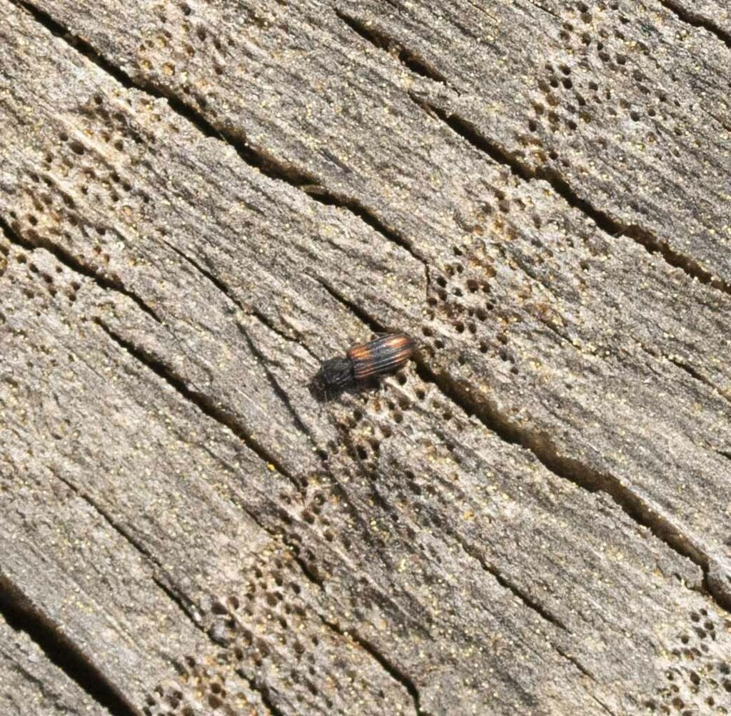 Crenate Cylindrical Bark Beetle from Southeast Portland, Portland, OR ...