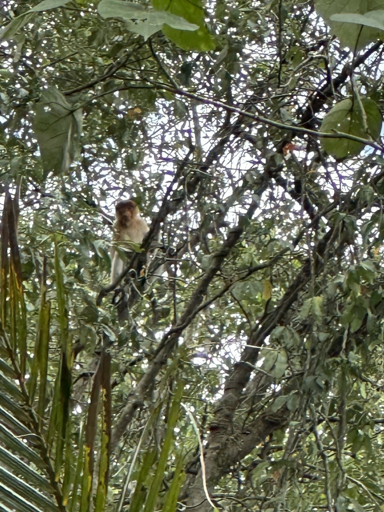 Proboscis Monkey in April 2024 by Zia Zaman · iNaturalist