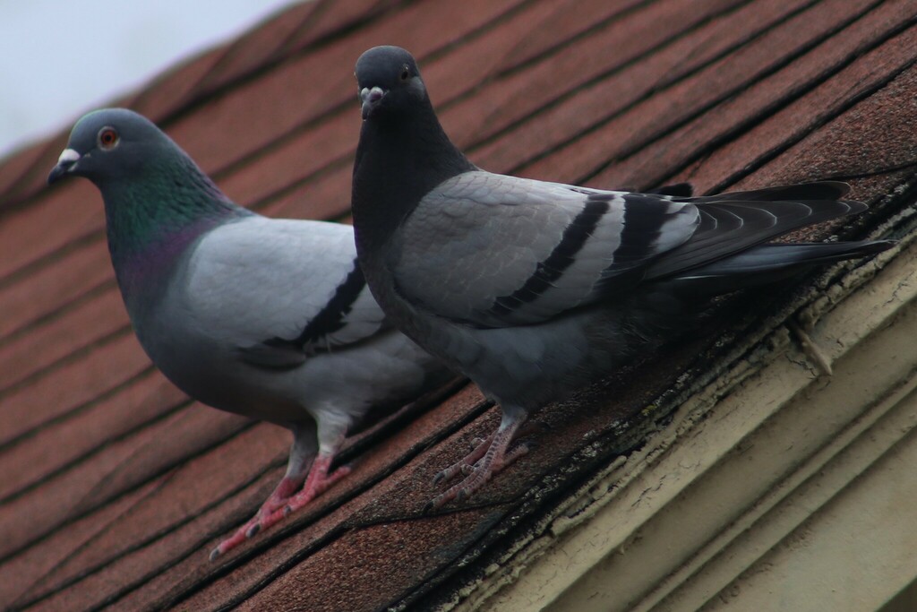 Feral Pigeon from Oil City, PA 16301, USA on April 21, 2024 at 01:12 PM ...
