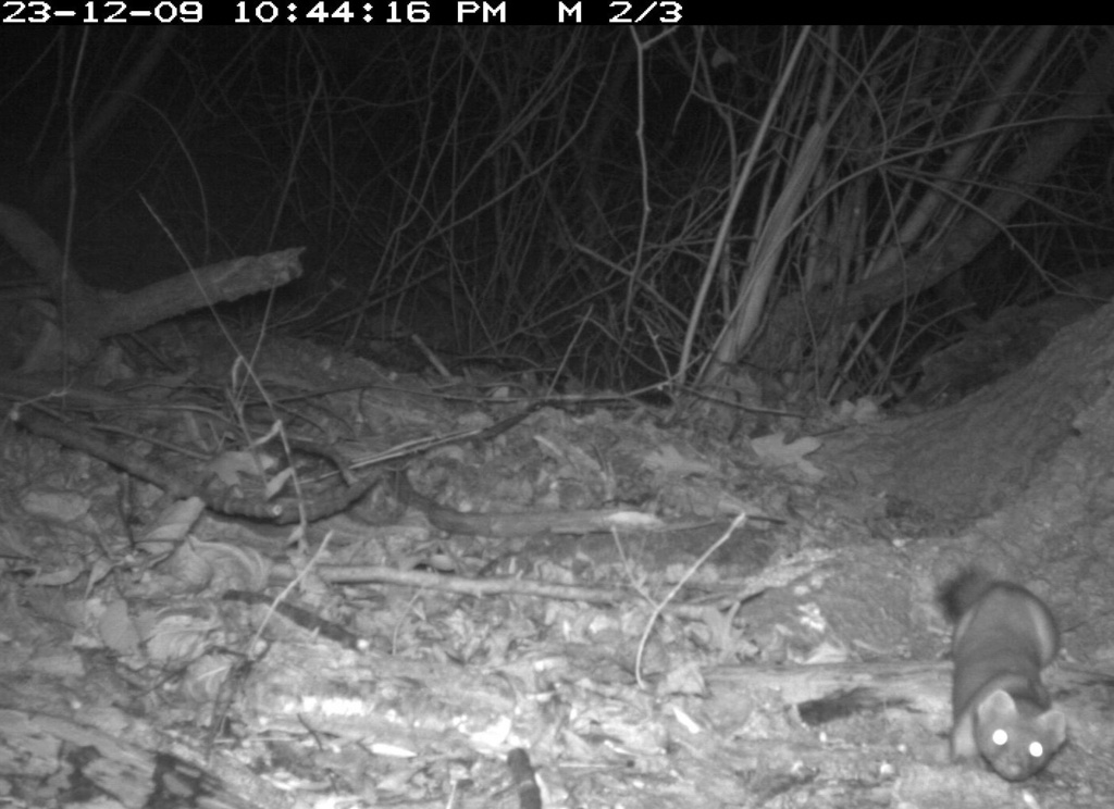 Long-tailed Weasel from Blantyre Rd, Warrenton, VA, US on December 9 ...