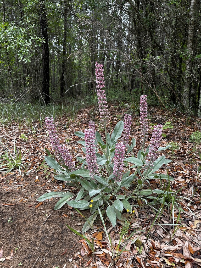 Lady Lupine in April 2024 by Jessica Martin · iNaturalist