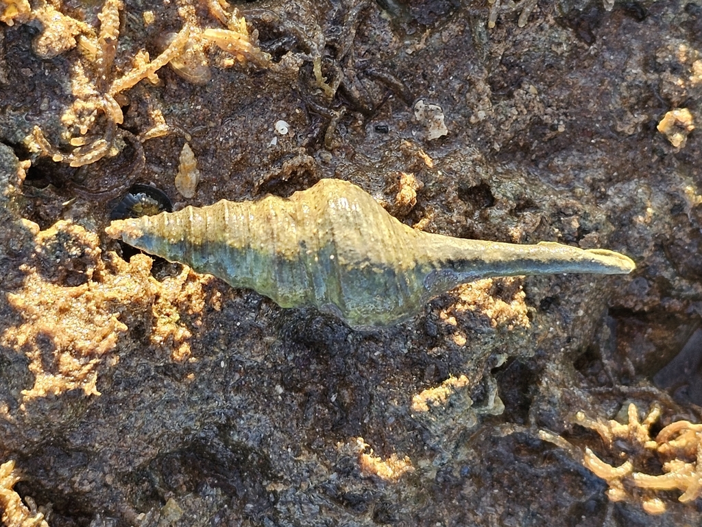 Turris crispa from Sutherland St After Taplin St, Port Hedland WA 6721 ...