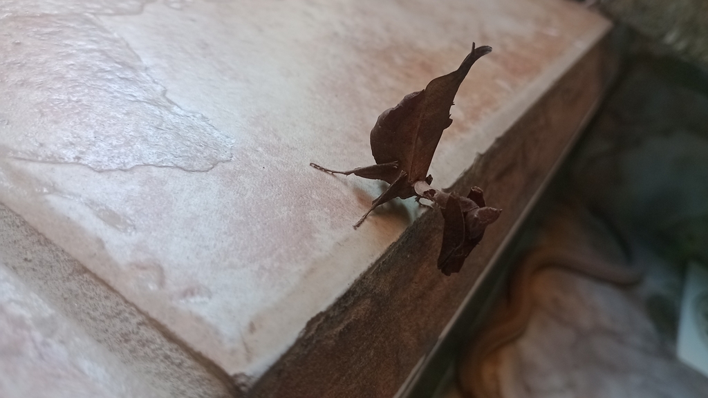 South American Dead Leaf Mantis from Estrada Manoel Leôncio de Souza ...