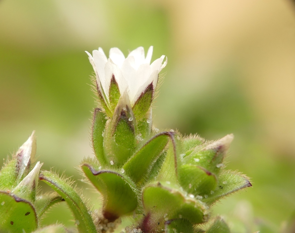 Little Mouse-ear from P36X+HJ, 93100 Klaipėda, Lietuva on April 19 ...