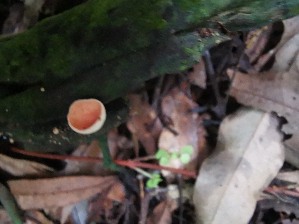 Cookeina colensoi from Waitara on April 11, 2024 at 01:23 PM by ...