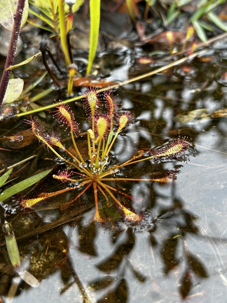 spoonleaf sundew in April 2024 by Jessica Martin · iNaturalist