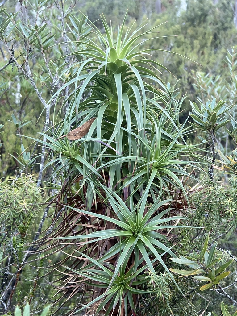 Richea from Derwent Valley, AU-TS, AU on April 21, 2024 at 04:32 PM by ...