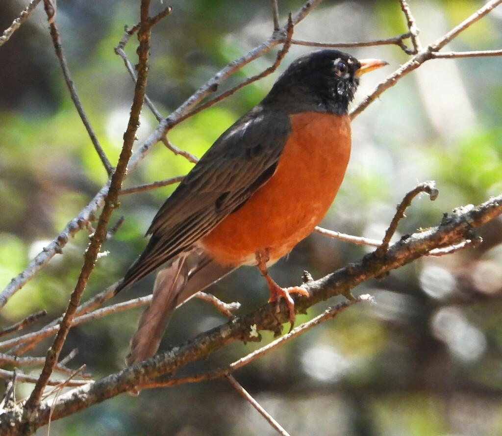 American Robin from 58973 Las Peras, Mich., México on April 20, 2024 at ...