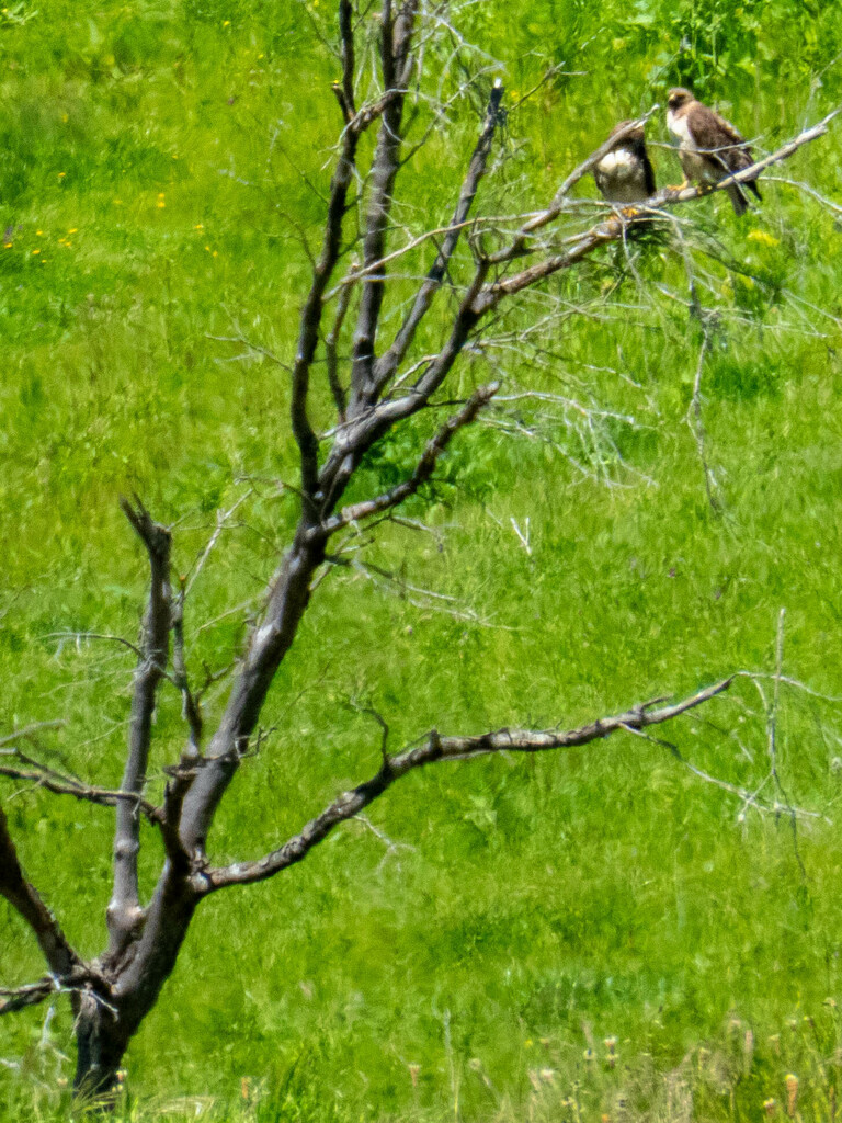 Red-tailed Hawk from Richmond, CA, USA on April 21, 2024 at 11:49 AM by ...