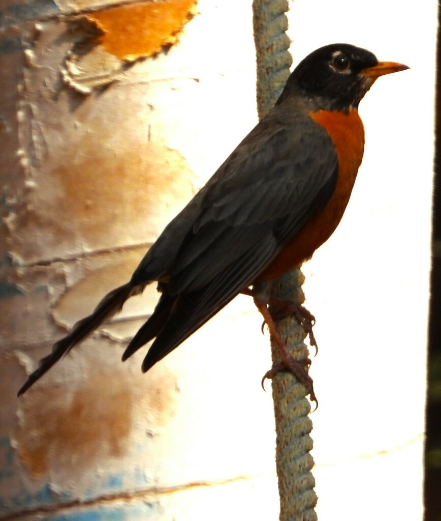 American Robin from 58973 Las Peras, Mich., México on April 20, 2024 at ...