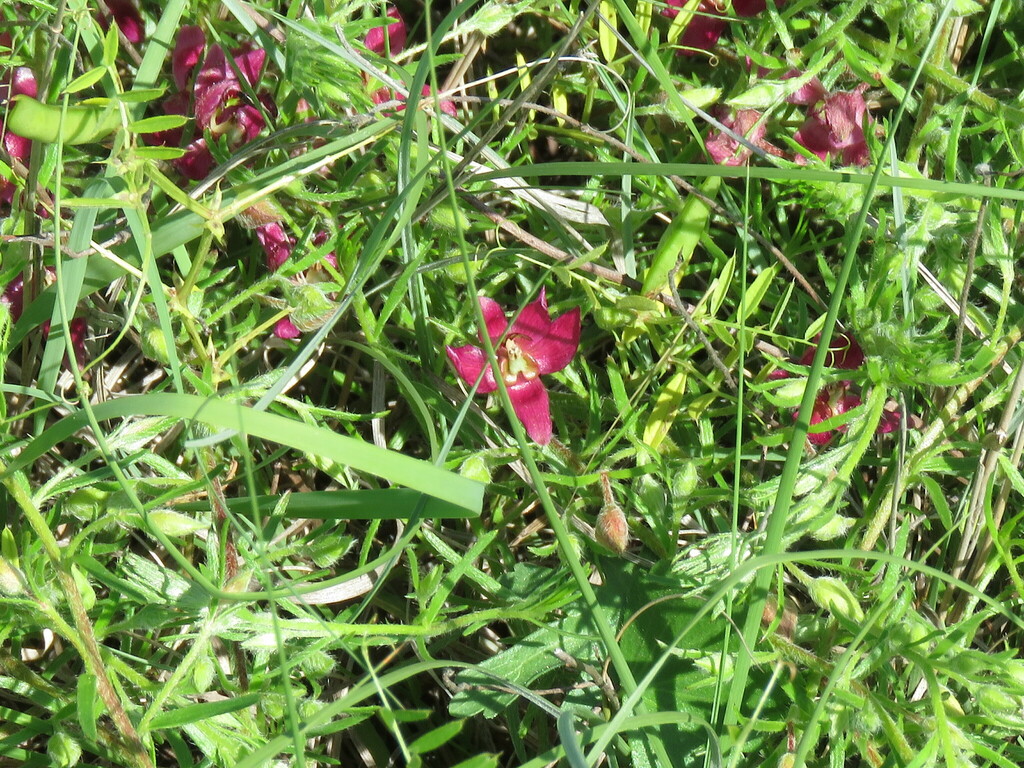 Trailing Rhatany from Midlothian, TX, USA on April 21, 2024 at 05:03 PM ...