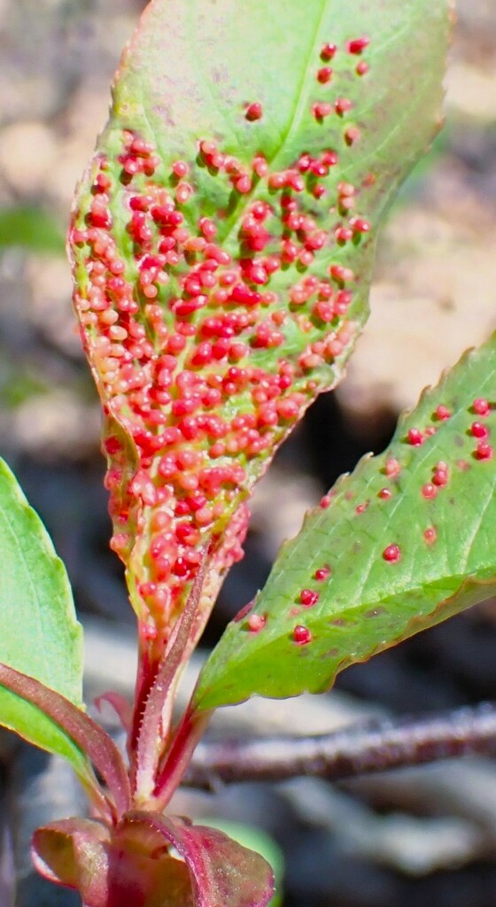 Gall and Rust Mites from Ottawa County, MI, USA on April 21, 2024 at 02 ...