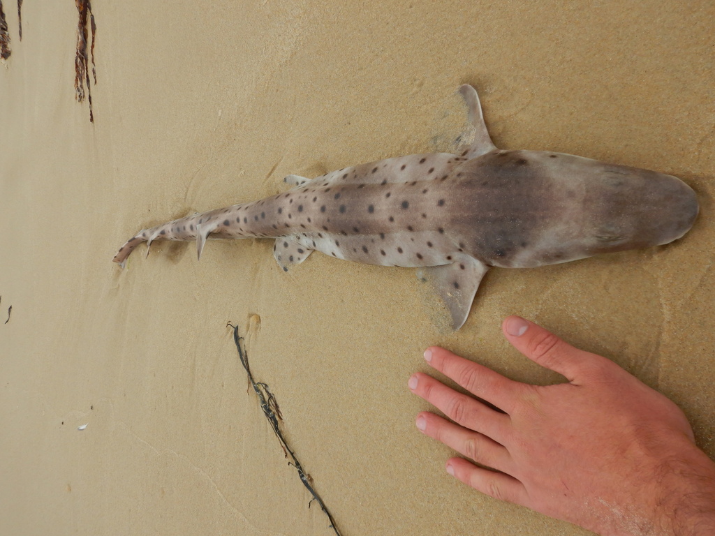Rusty Carpetshark from Croajingolong National Park, Mallacoota, VIC, AU ...
