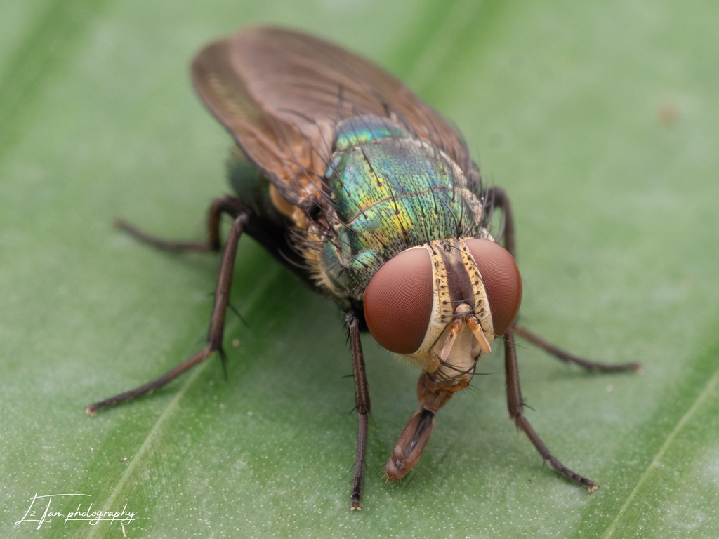 Bot Flies, Blow Flies, and Allies from Taman Tugu, Pesiaran Sultan ...
