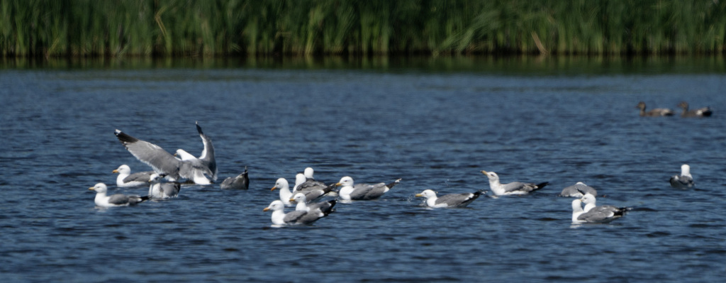 California Gull from Fremont, CA, USA on April 21, 2024 at 11:25 AM by ...