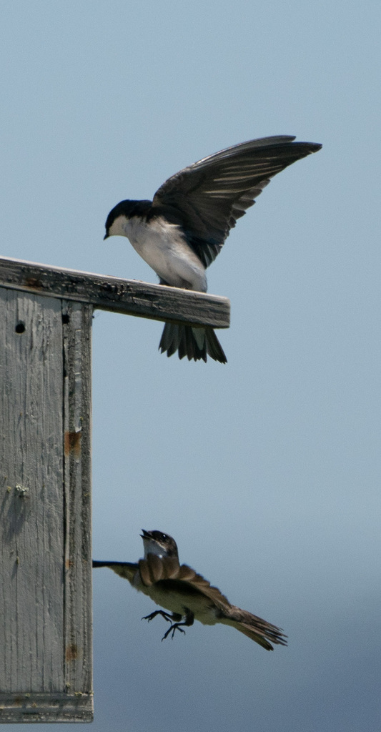 Tree Swallow from Fremont, CA, USA on April 21, 2024 at 11:46 AM by ...