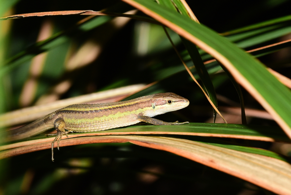 China Grass Lizard from Lienkiang (Matsu Islands), TW-FK, TW on April ...