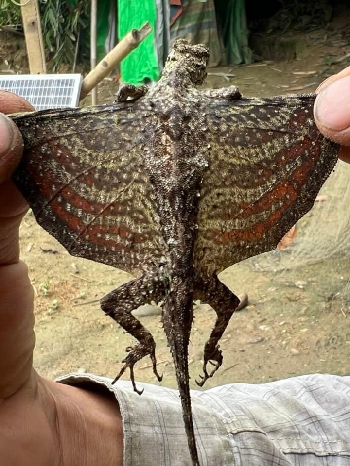 Norvill's Flying Lizard from Kachin, MM on April 22, 2024 at 10:04 AM ...