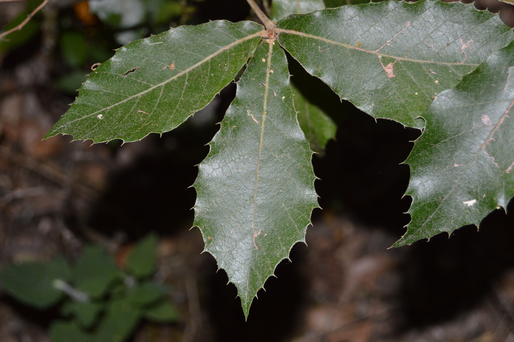 Quercus uxoris from Minatitlán, Col., México on April 19, 2024 at 06:38 ...