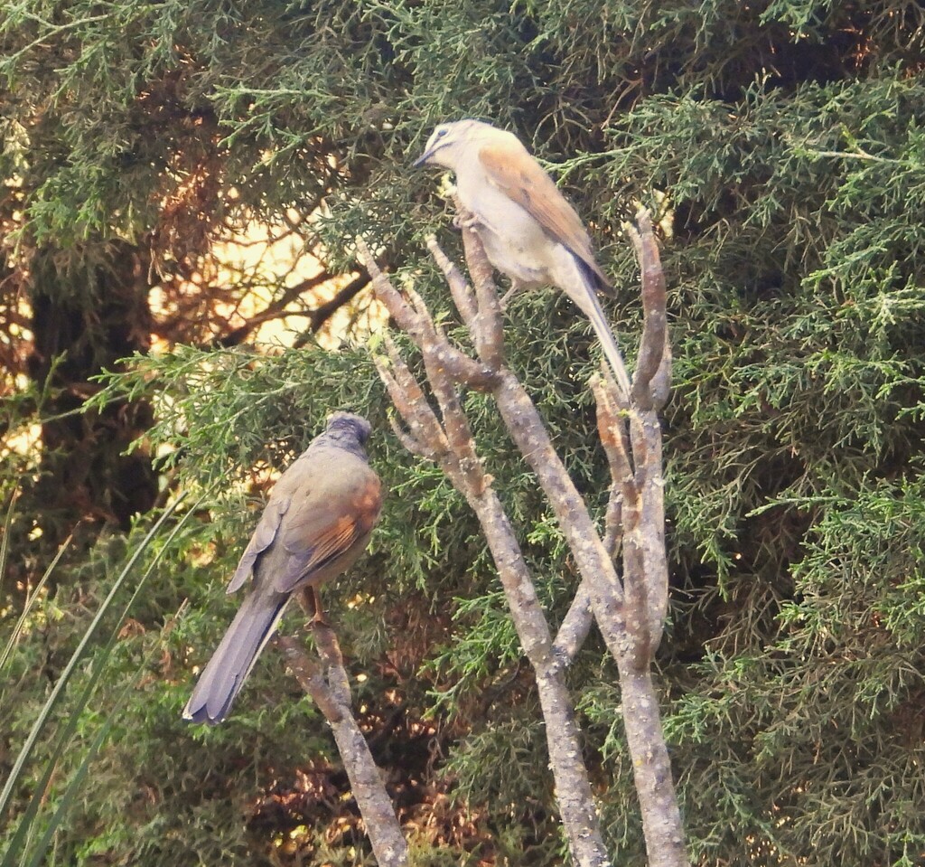 Clarín jilguero desde 58973 Las Peras, Mich., México el 21 de abril de ...