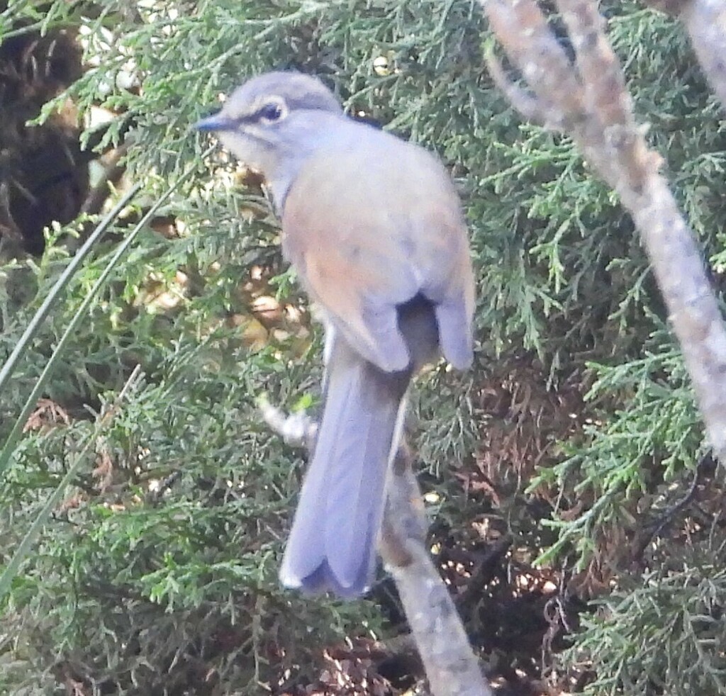 Brown-backed Solitaire from 58973 Las Peras, Mich., México on April 21 ...