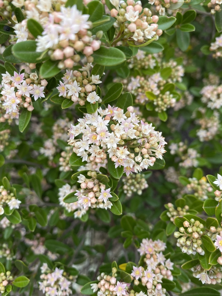 basket bush from Doust St, West Beach, WA, AU on April 22, 2024 at 01: ...