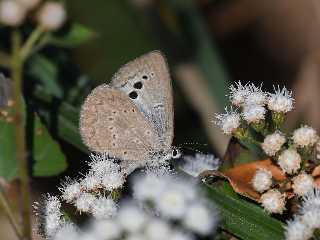 Large-spot Blue from Pong Nam Ron, Fang District, Chiang Mai, Thailand ...