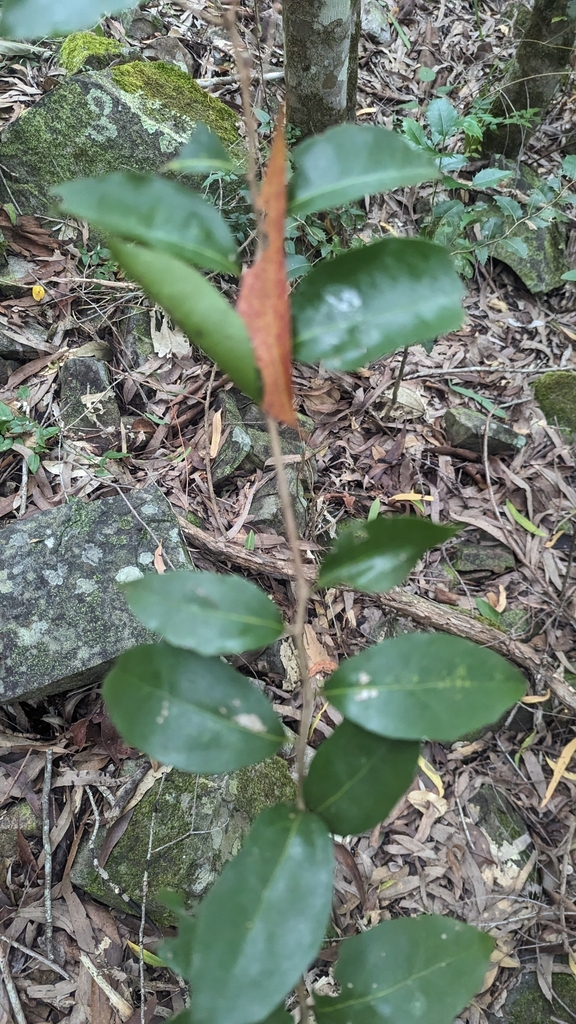 Brown Birch from MW7V+VM Spencer Gap Waterhole, Eton QLD 4741 ...