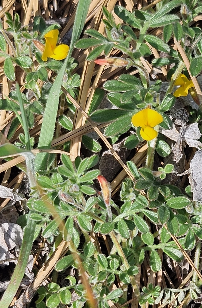 strigose lotus from Mt Laguna, CA 91948, USA on April 21, 2024 at 04:39 ...