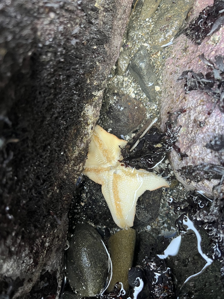 Bat Star from CA, US on April 21, 2024 at 05:10 PM by Tyce · iNaturalist