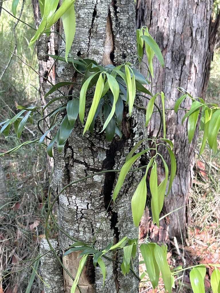 Climbing Lily from Landsborough, QLD, AU on April 22, 2024 at 02:14 PM ...