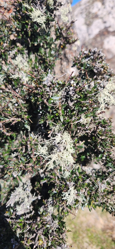 Mountain Currant from 463P+2F, Wellington Park TAS 7054, Australia on ...