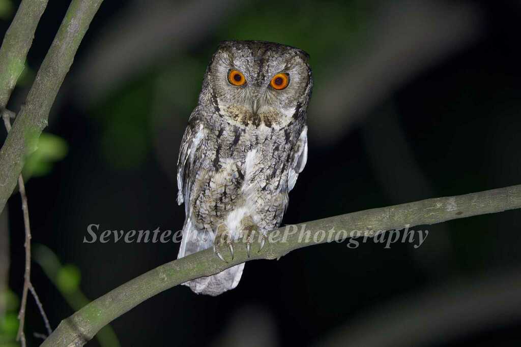 Japanese Scops-Owl in April 2024 by Shi Qi · iNaturalist