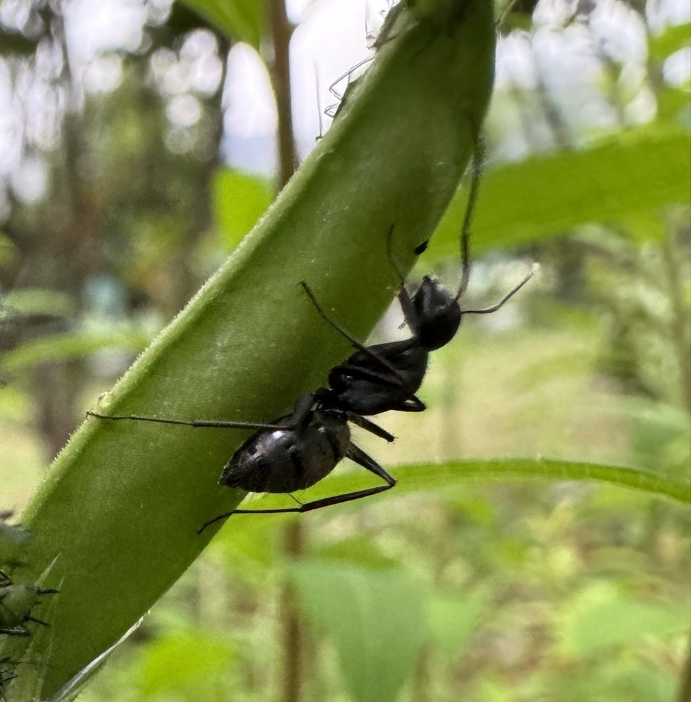 Japanese Carpenter Ant from 五庄辻本, 宇治市, 京都府, JP on April 22, 2024 at 05: ...
