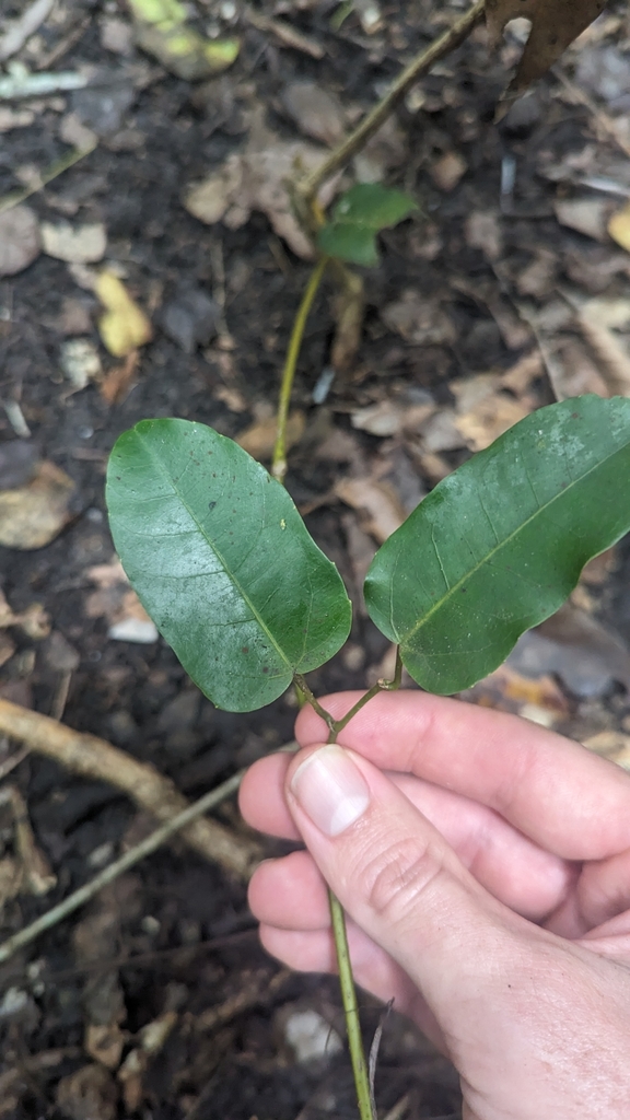 Kangaroo Vine from MW7V+VM Spencer Gap Waterhole, Eton QLD 4741 ...
