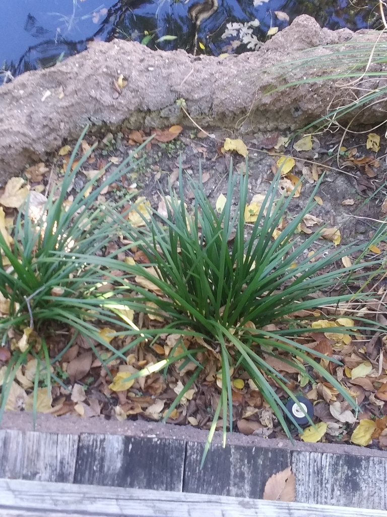 Dwarf Lily-turf from Safari Depot at Fort Worth Zoo, Fort Worth, TX ...