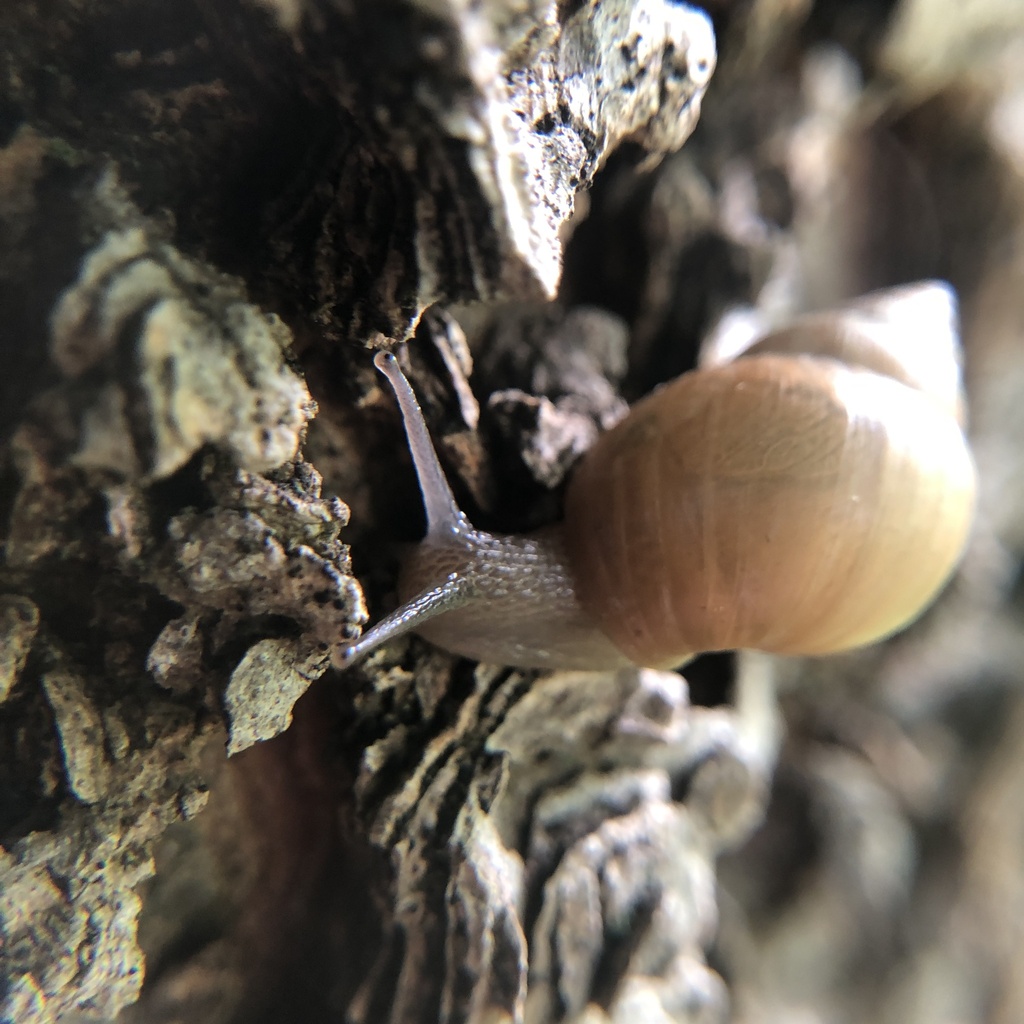Decollate Snail from Timbergrove Cir, Dallas, TX, US on April 21, 2024 ...