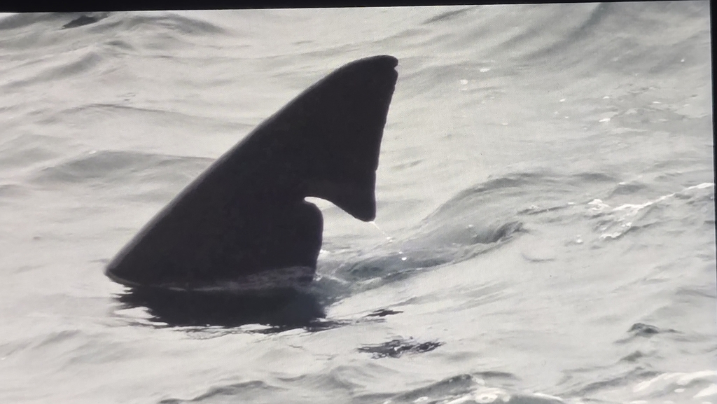 Basking Shark in April 2024 by Bader · iNaturalist