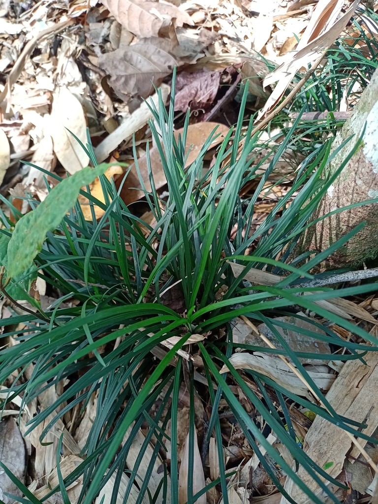 Dwarf Lily-turf from Bagobo Tagabawa Hall on April 22, 2024 at 09:04 AM ...