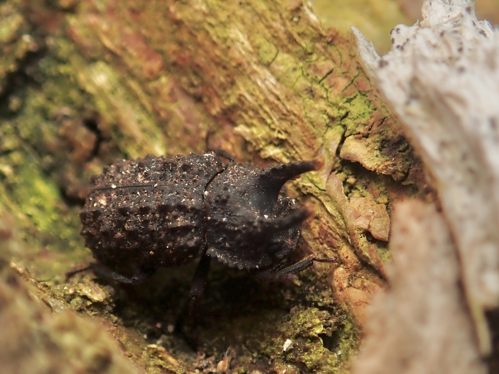Boletoxenus bellicosus from なるかわ園地, 東大阪市, 大阪府, JP on April 07, 2024 at ...