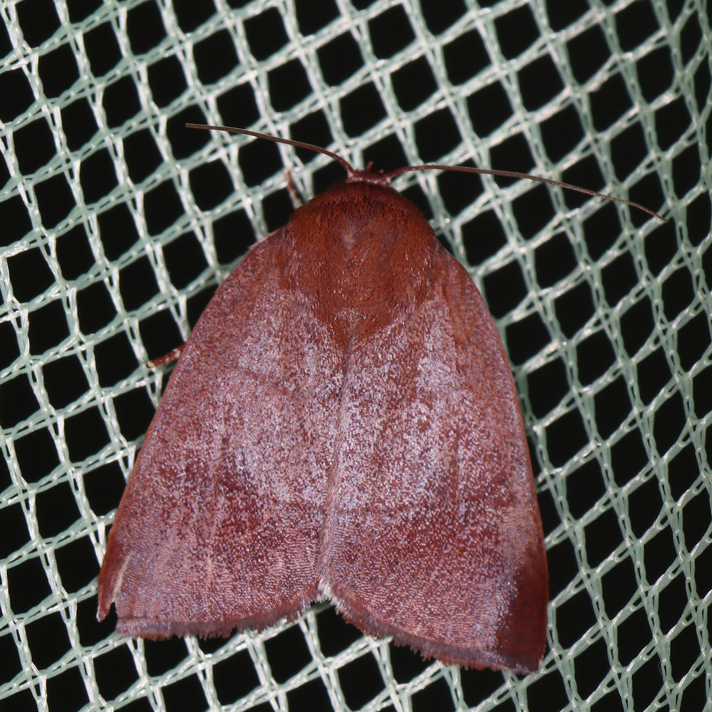 Carea parallelaria from Rissen Homestay on March 12, 2024 by Martin ...