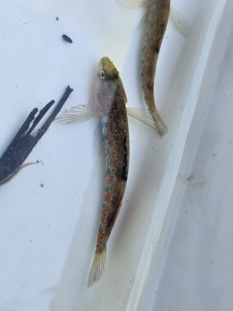 Orangethroat Darter from Kansas City, MO 64136, USA on April 19, 2024 ...