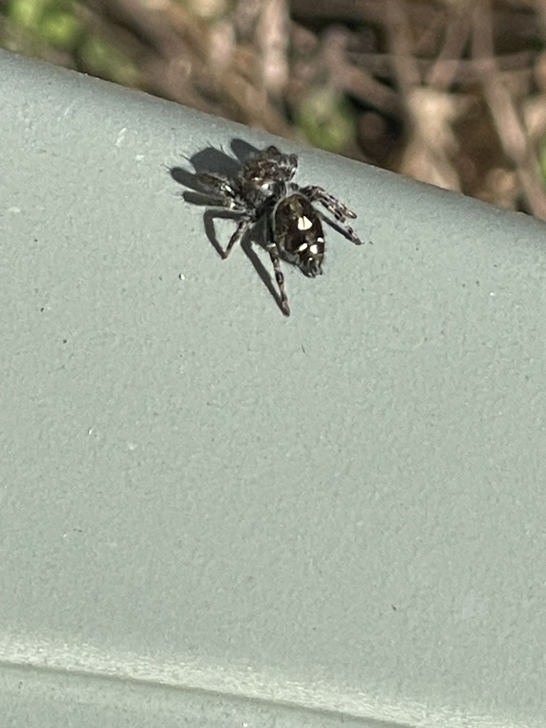 Bold Jumping Spider from E Newberry Blvd, Milwaukee, WI, US on April 22 ...
