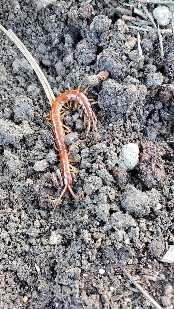Scolopocryptops spinicaudus from Jenner, CA 95450, USA on April 22 ...